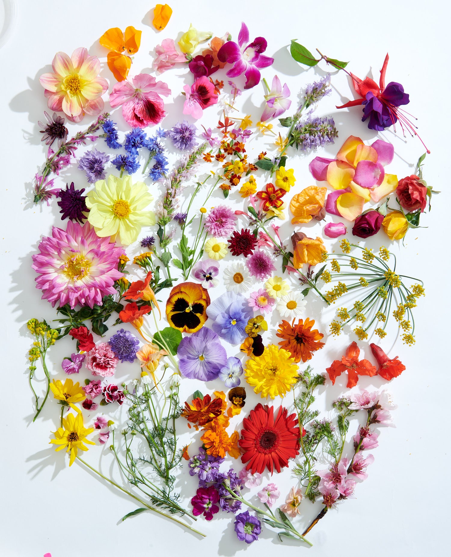 Loria's First Cookbook | Eat Your Flowers by Loria